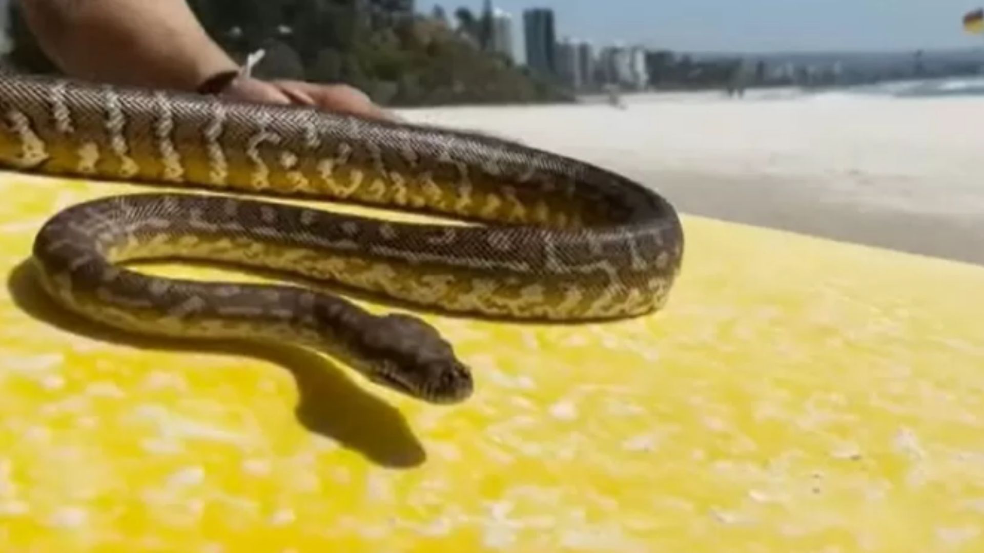 Homem leva cobra para surfar e acaba sendo multado; saiba detalhes