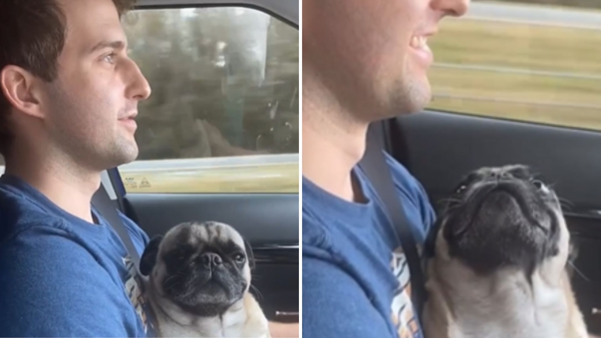 Pug conquista namorado de tutora que não queria cachorro e derrete web; assista