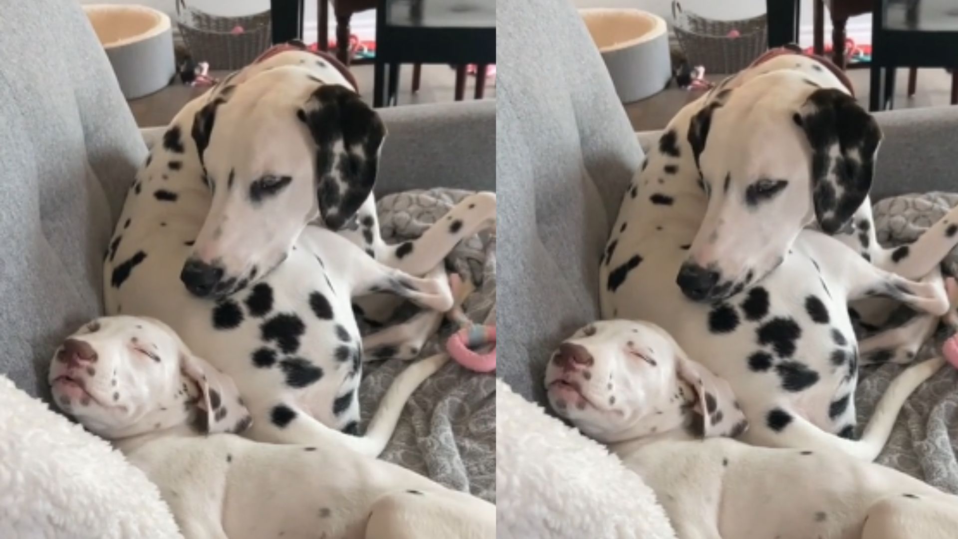Reação de dálmata ao assistir filhote com pesadelo encanta web; assista