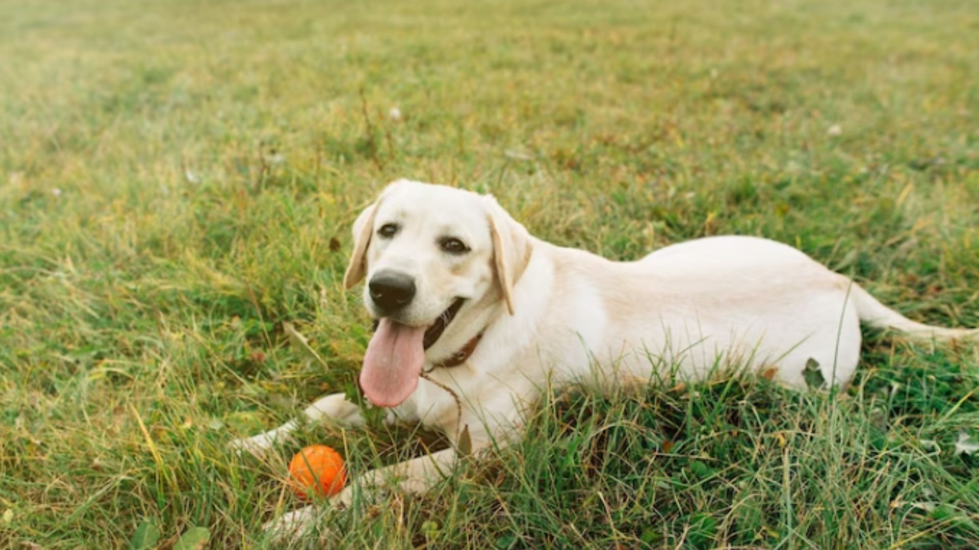 Saiba as diferentes personalidades de 5 raças de cachorro antes de ...