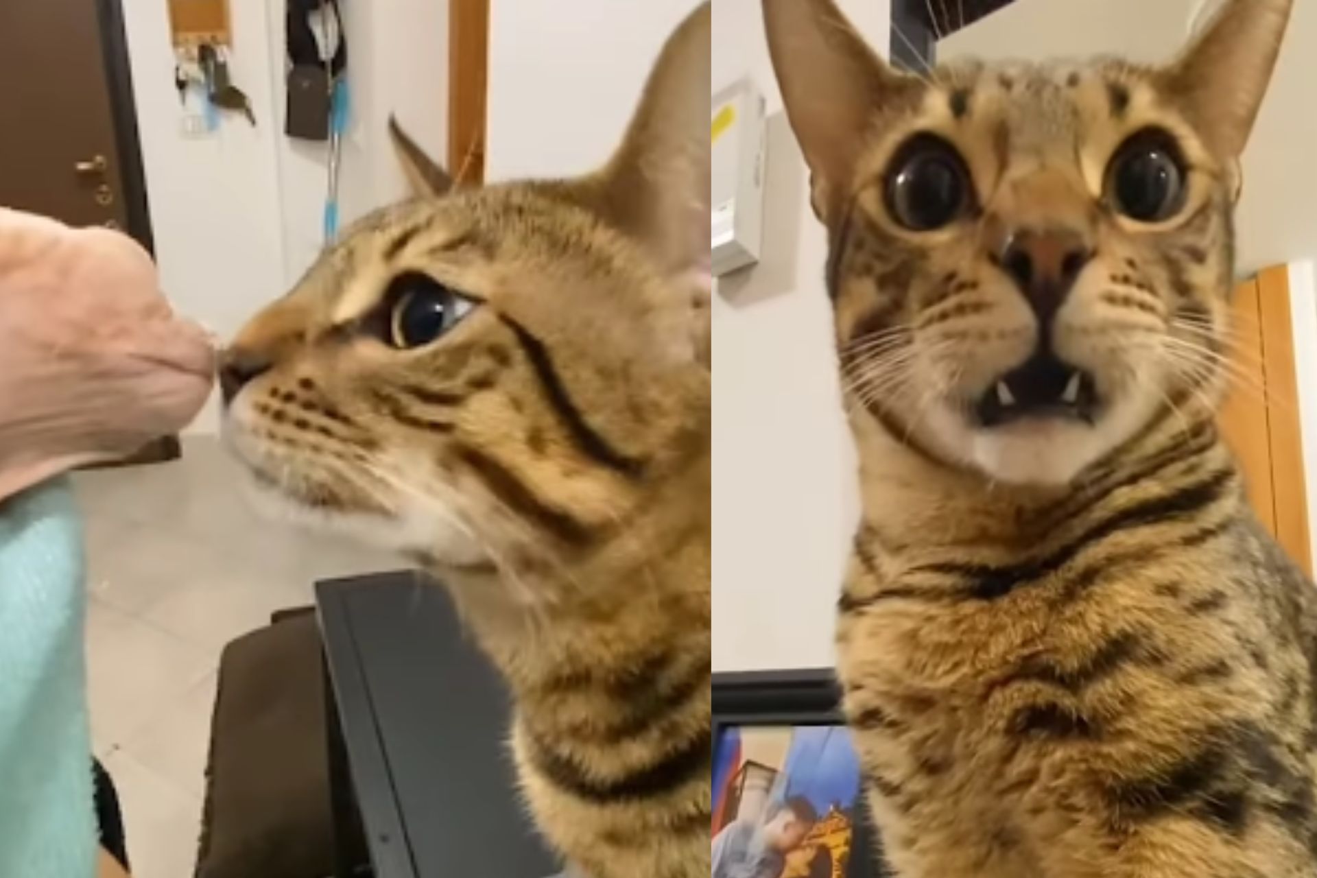 VÍDEO: Gato tem reação inusitada ao conhecer 'felino careca'