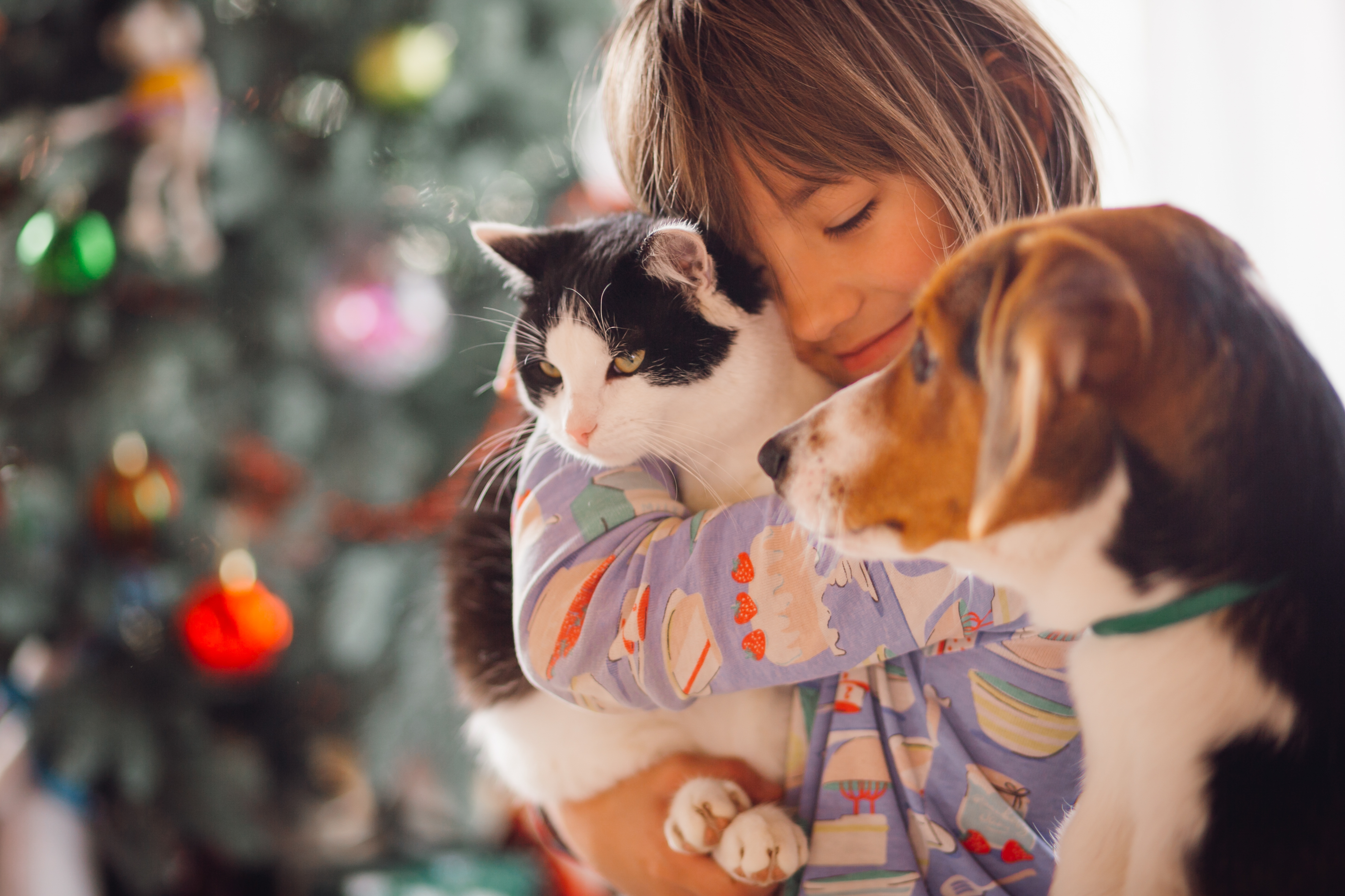 Conheça cheiros que podem irritar ou trazer malefícios para animais de ...